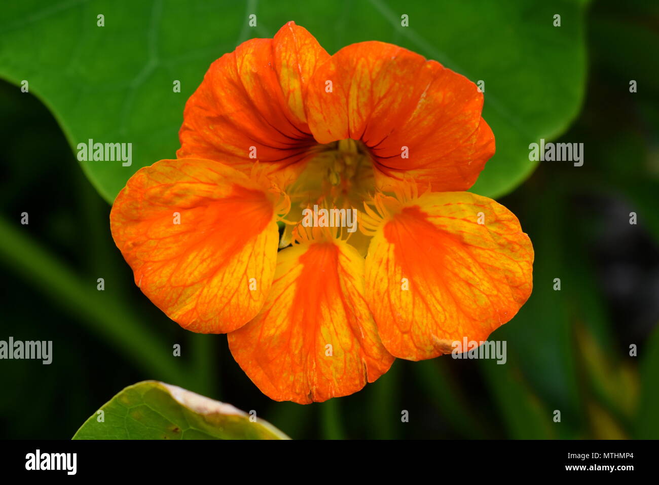 Alcatraz flower hi-res stock photography and images - Alamy