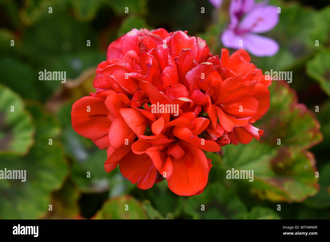 Alcatraz flower hi-res stock photography and images - Alamy