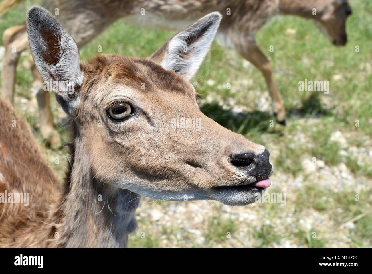 Small doe hi-res stock photography and images - Alamy