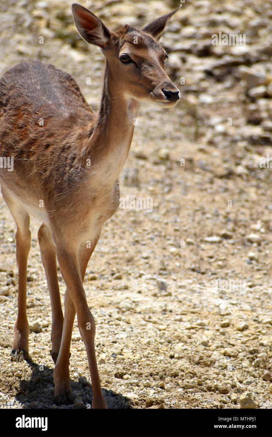 Standing Springtime Deer Stock Photo - Alamy
