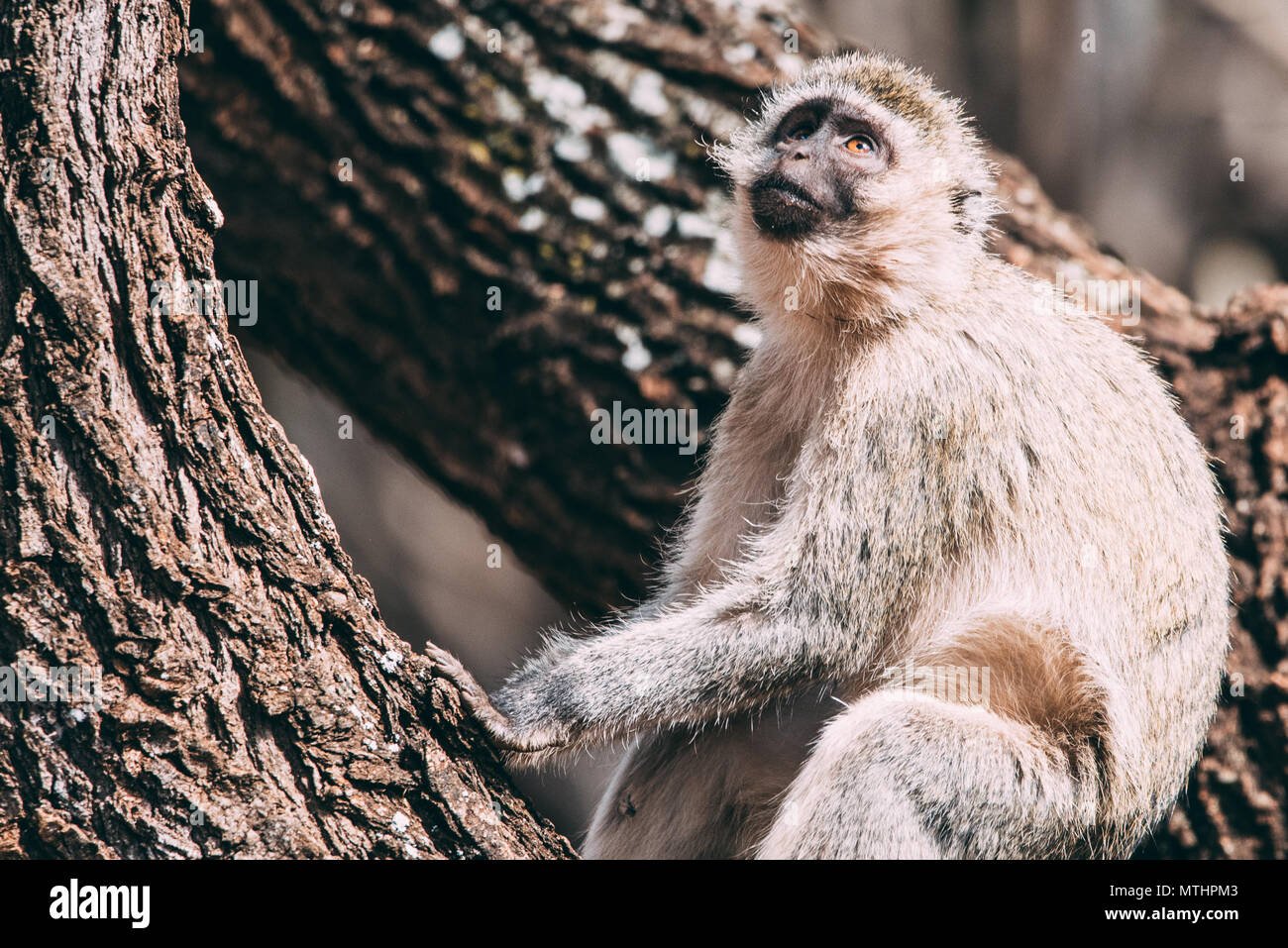 Vervet Monkey - Imagine Stock Photo - Alamy