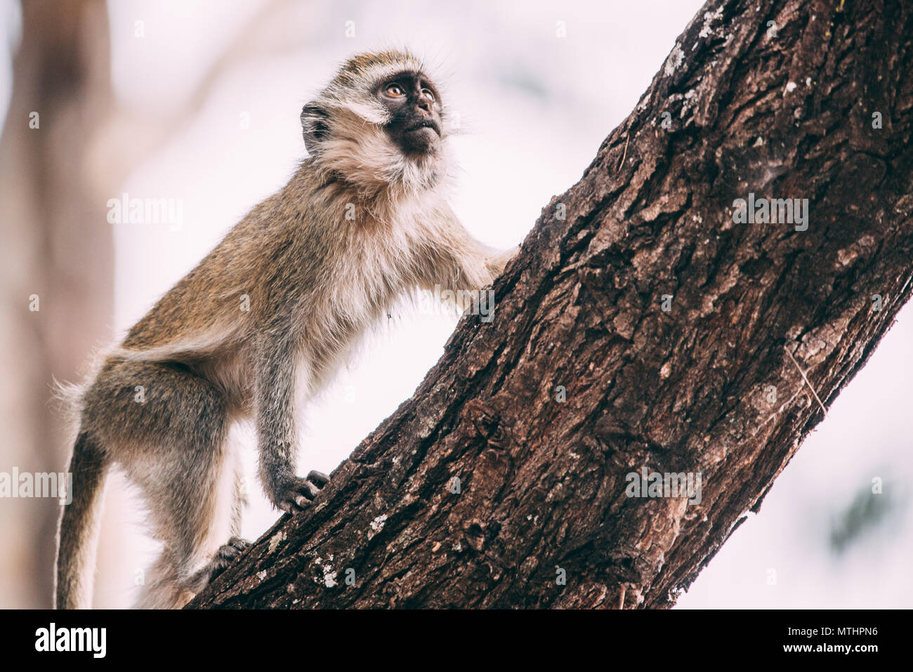 Vervet Monkey - Climbing Stock Photo - Alamy