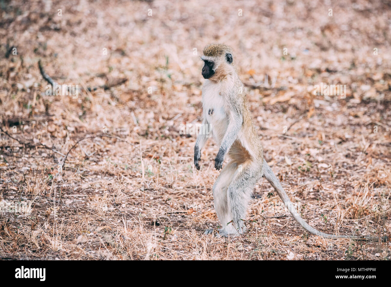 Black faced vervet monkey hi-res stock photography and images - Alamy