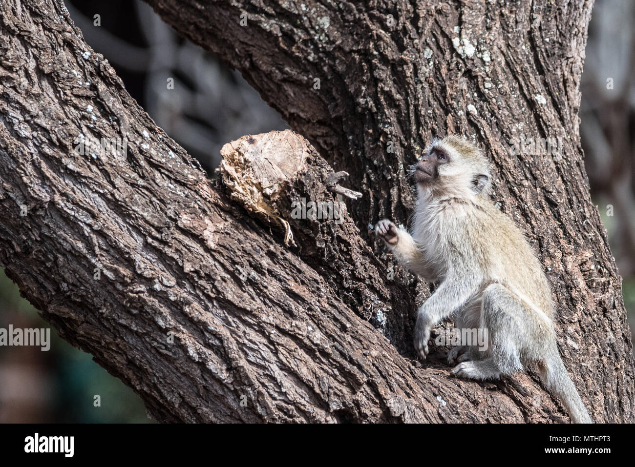 Black faced vervet monkey baby hi-res stock photography and images - Alamy