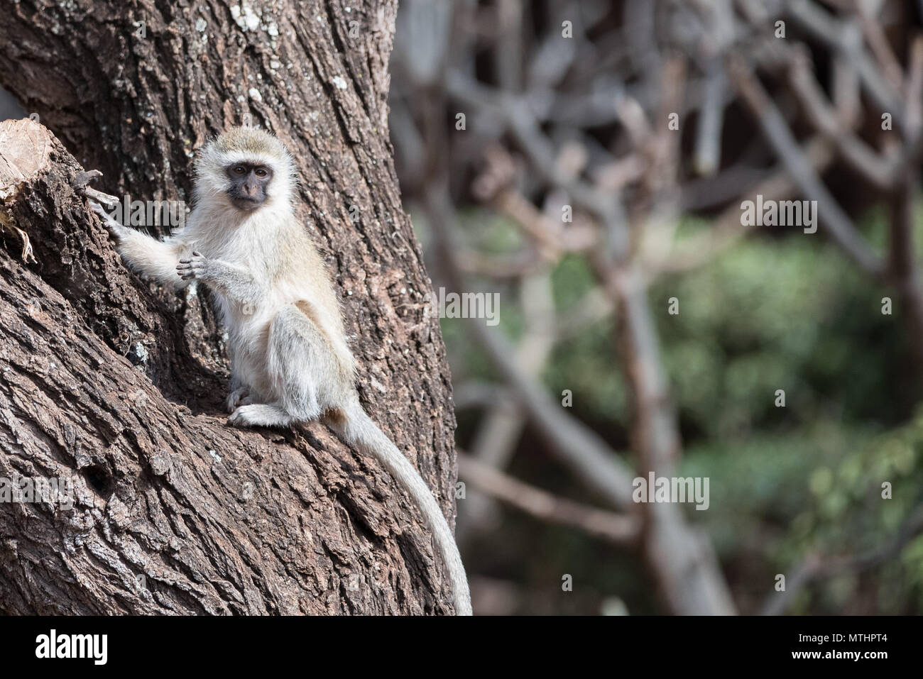 Vervet Monkey Chillin Stock Photo - Alamy