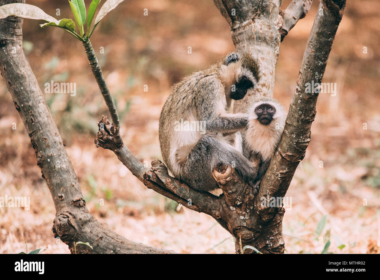 Vervet Monkey Grooming Stock Photo - Alamy