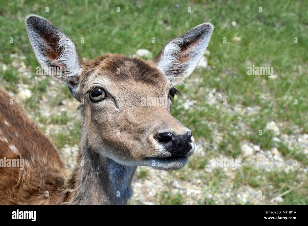 Doe eyed deer hi-res stock photography and images - Alamy