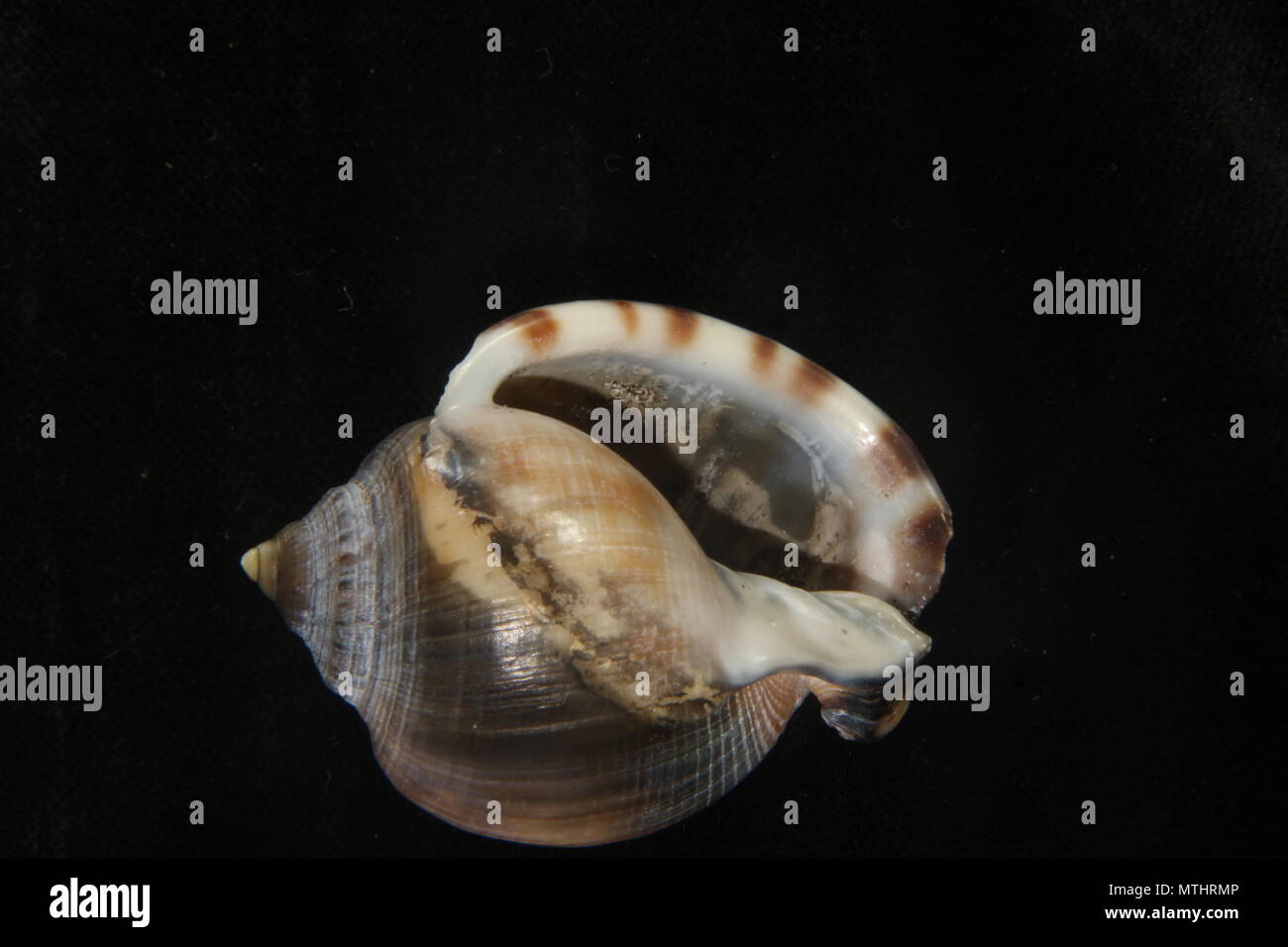 Volute snail hi-res stock photography and images - Alamy
