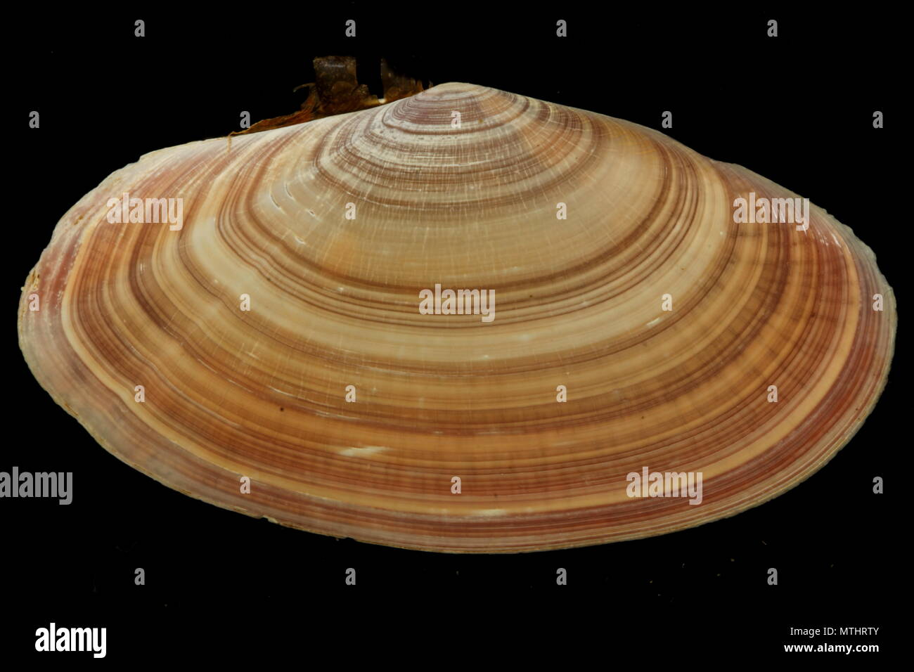 Sirula hi-res stock photography and images - Alamy