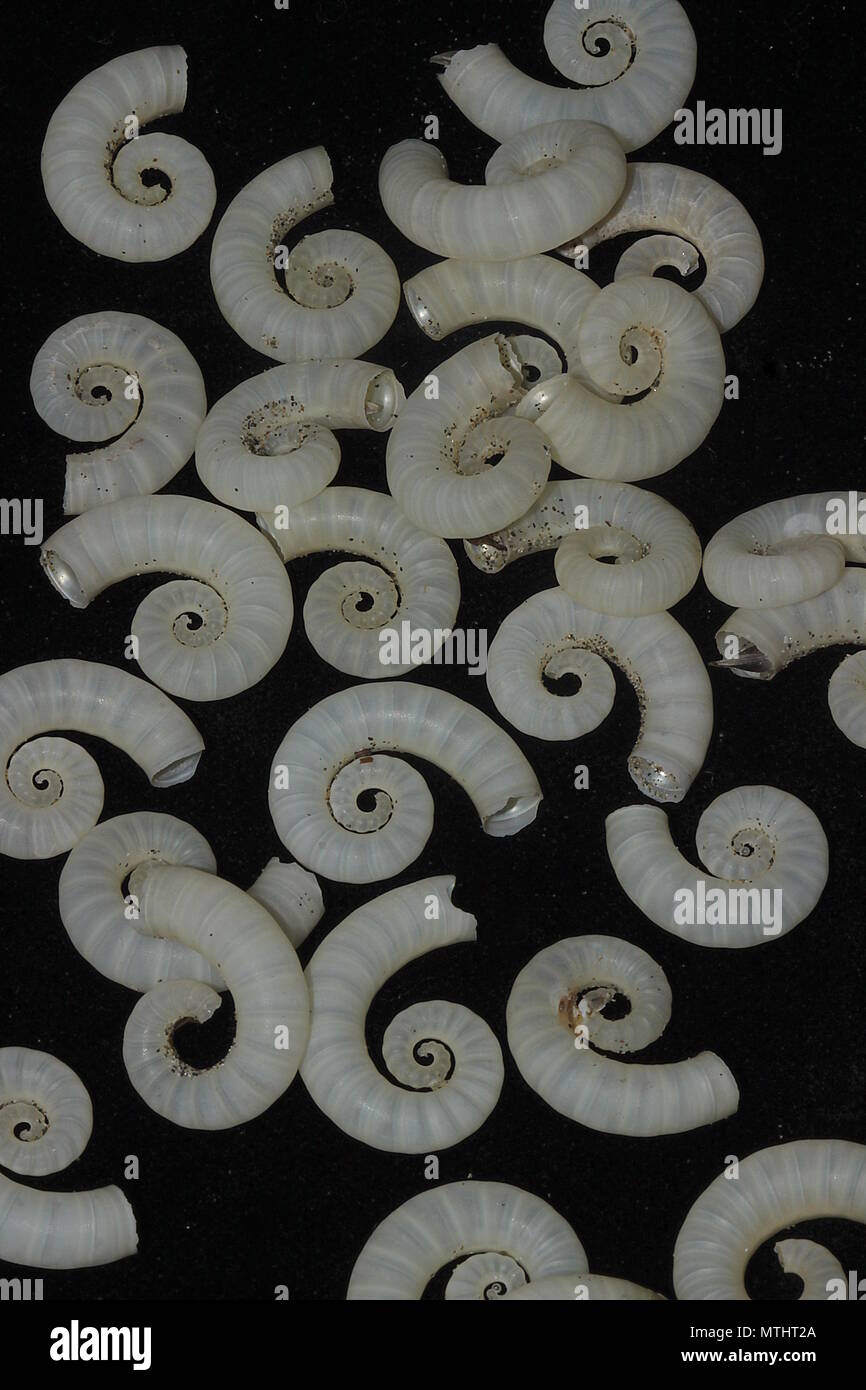 Volute snail hi-res stock photography and images - Alamy
