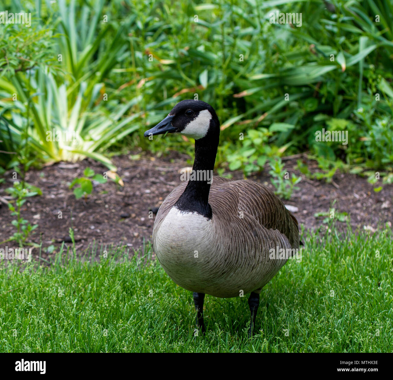 Purple goose leaf hi-res stock photography and images - Alamy