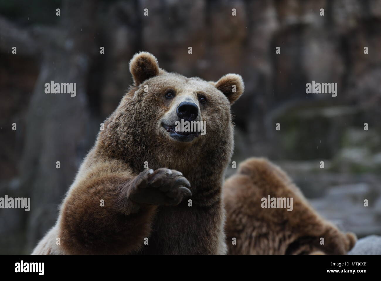 Madrid, Spain. 29th May, 2018. A Brown bear pictured waiting for food ...