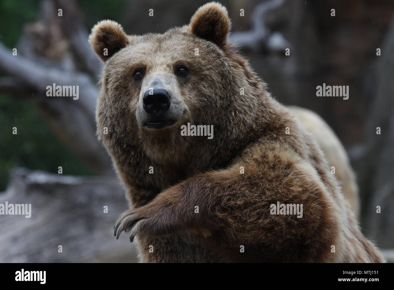 Madrid, Spain. 29th May, 2018. A Brown bear pictured waiting for food ...