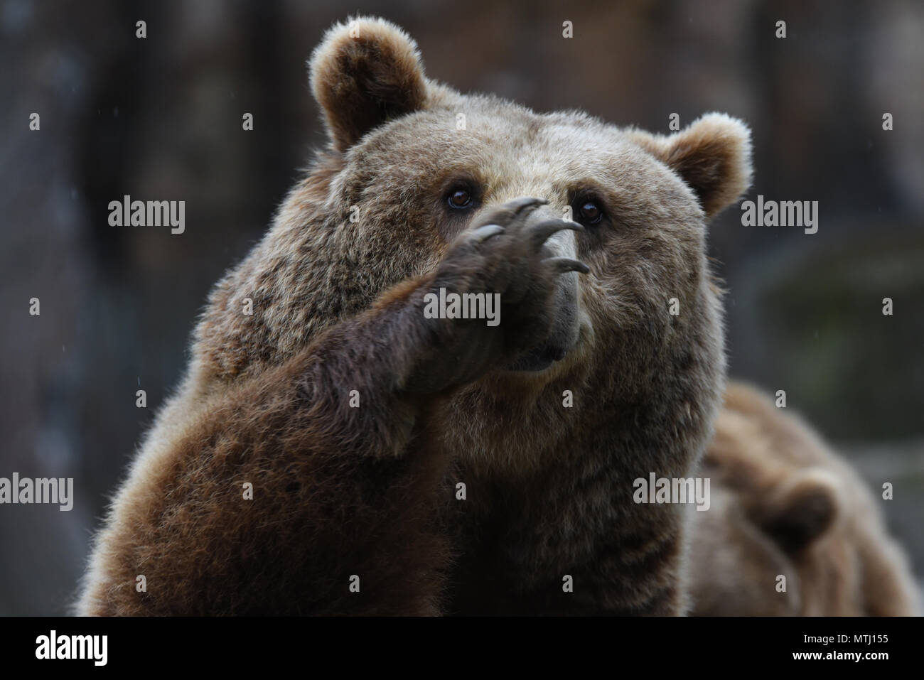 Madrid, Spain. 29th May, 2018. A Brown bear pictured waiting for food ...