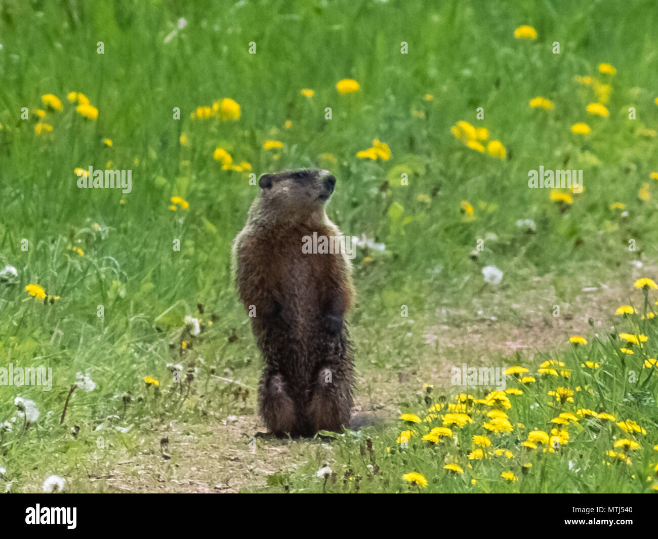 groundhog standing up Stock Photo - Alamy