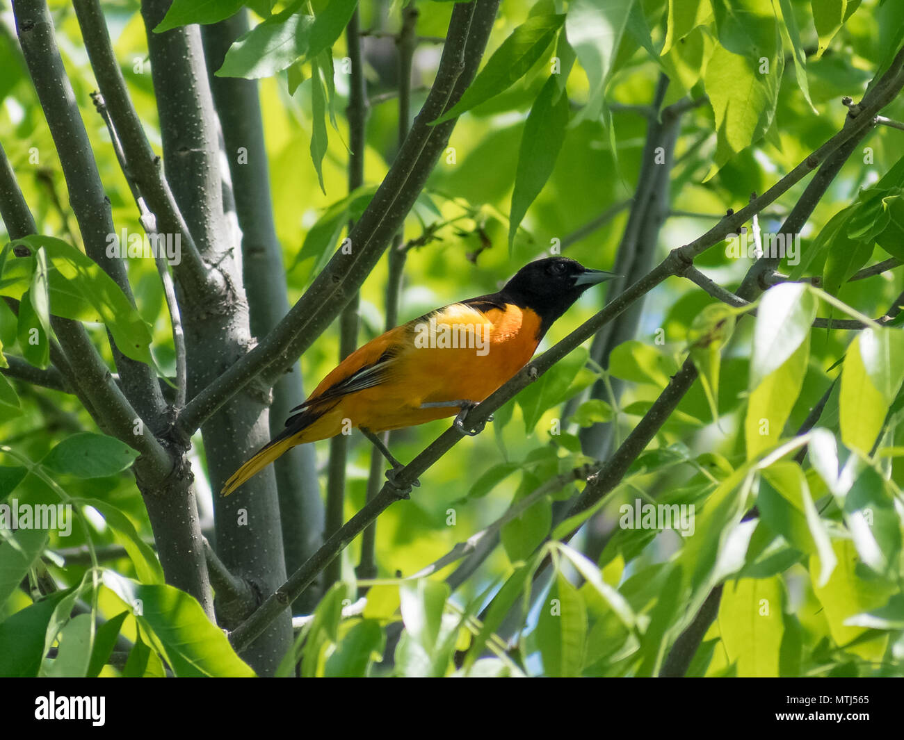 oriole on tree branch Stock Photo - Alamy