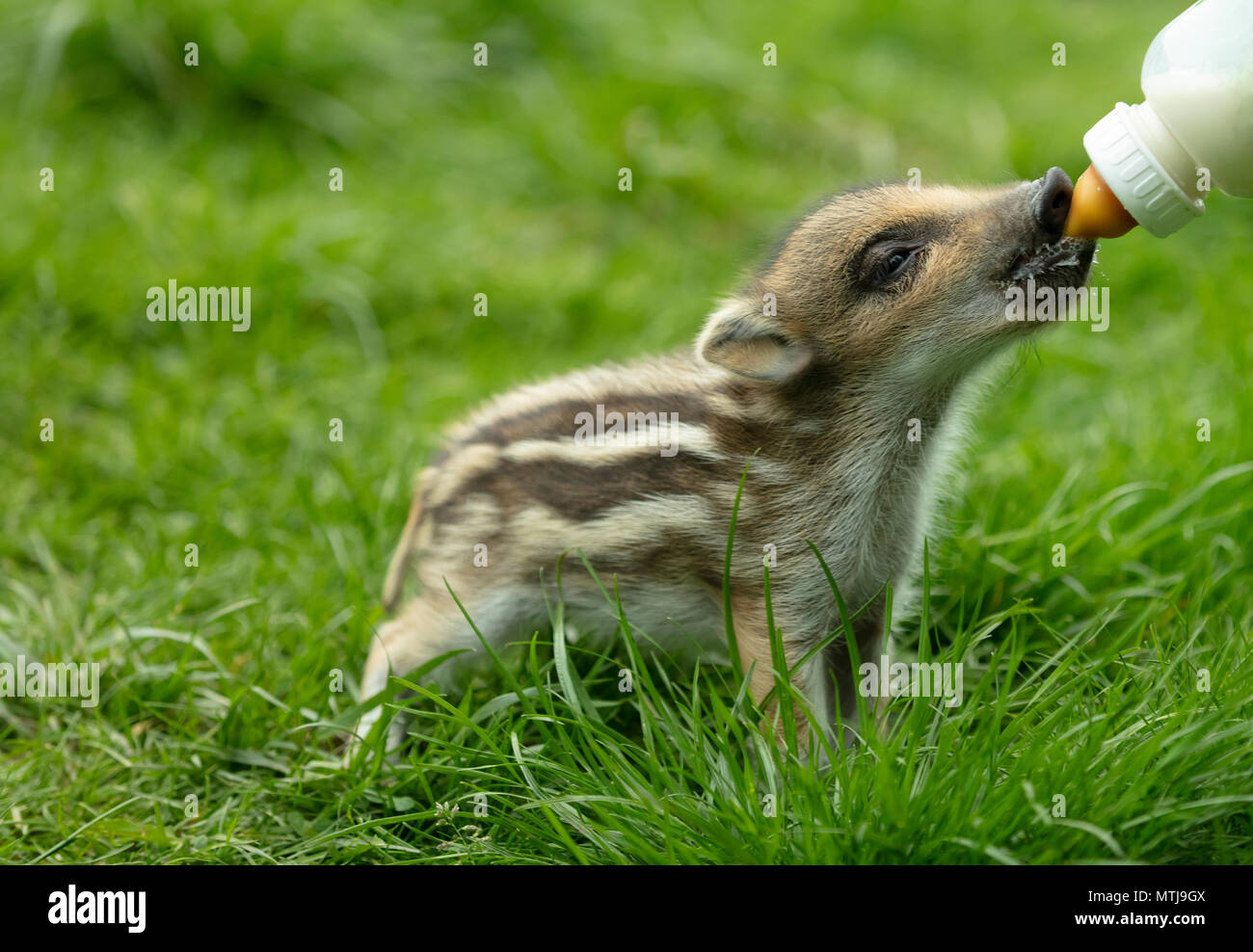 Baby wild boar being Bottle Fed on beautiful day in springtime Stock ...