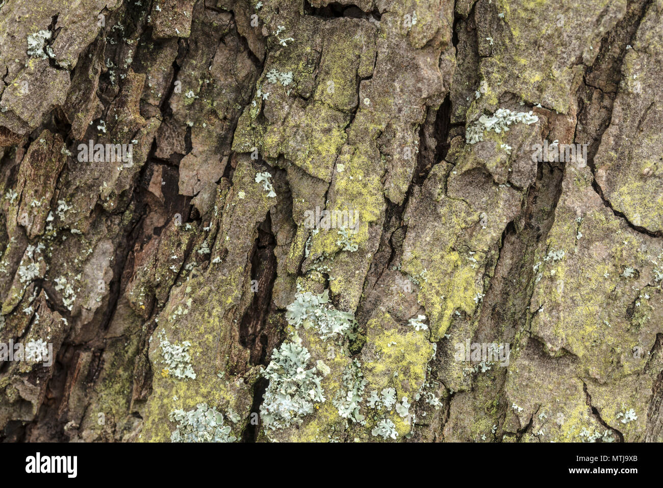 Tree bark structure in detail as Background Stock Photo - Alamy