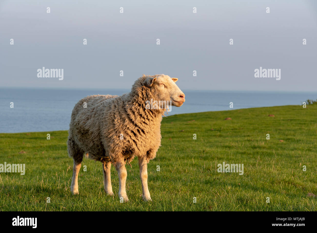 Sheep enjoying the view hi-res stock photography and images - Alamy