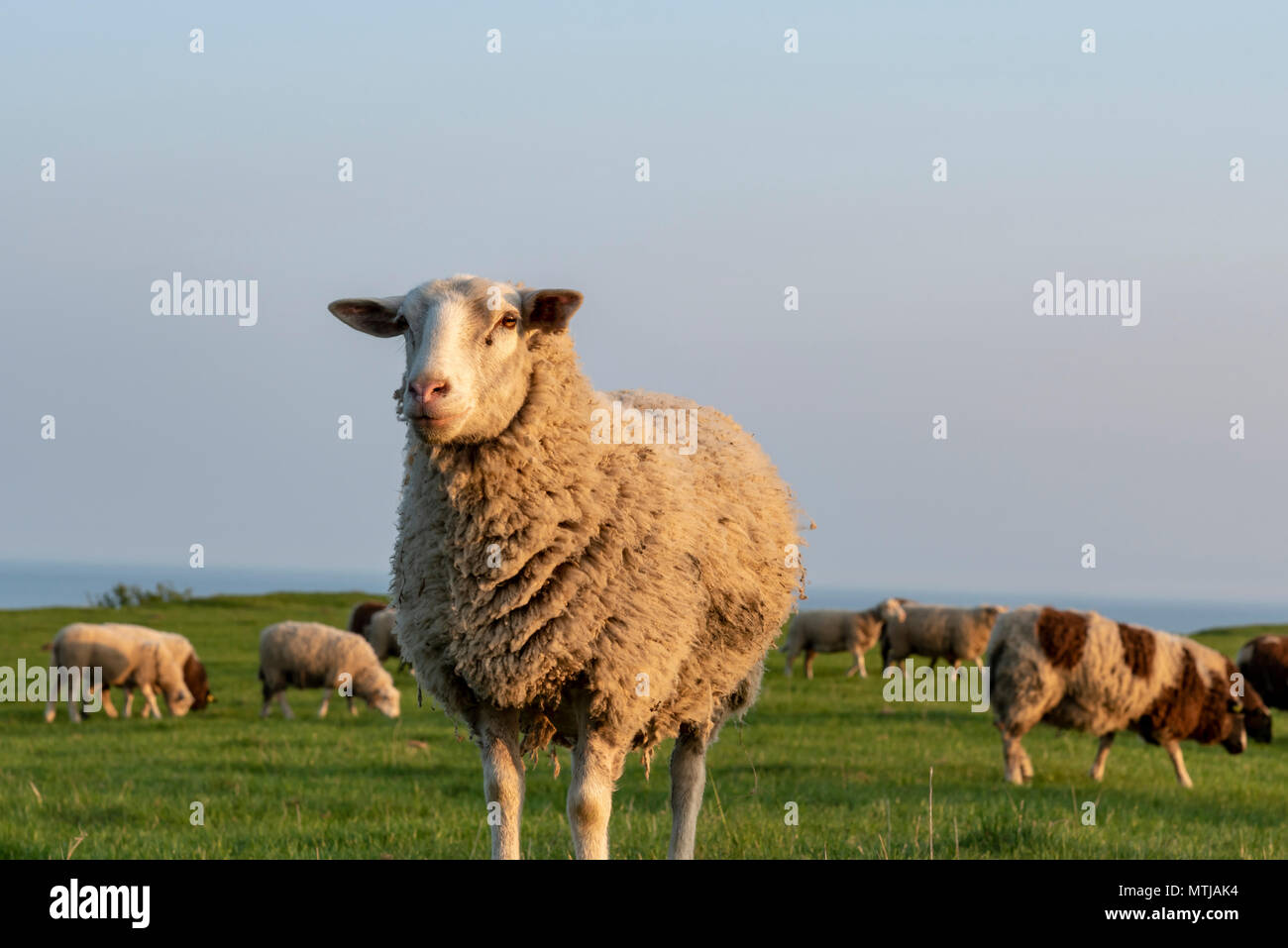 Sheep grazing in the evening sun hi-res stock photography and images ...