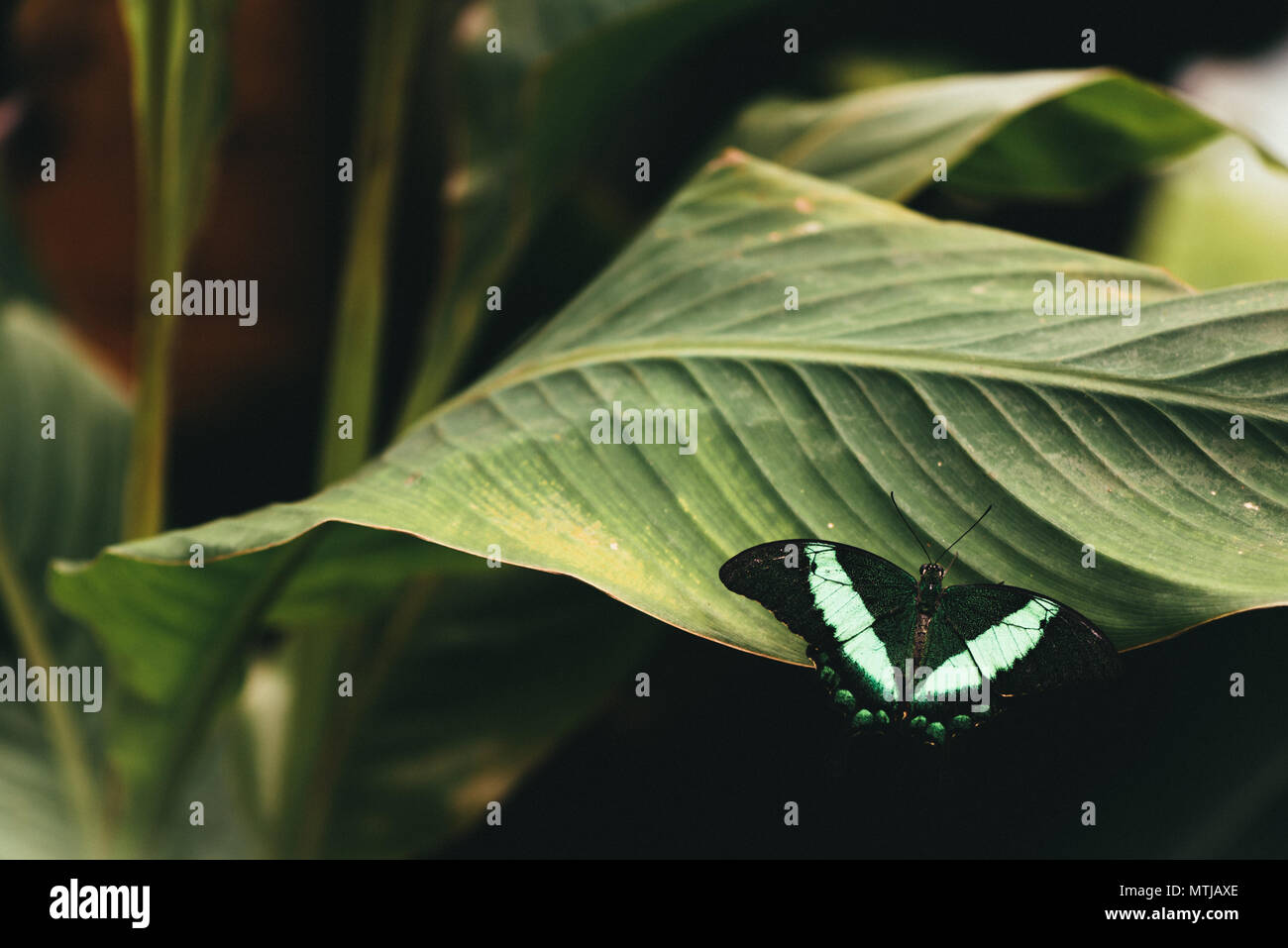 Butterfly color pattern hi-res stock photography and images - Alamy