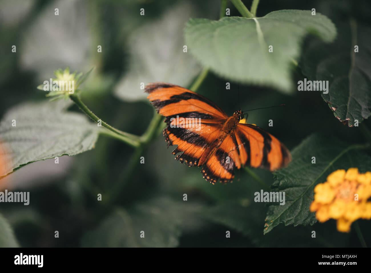 Tiger Striped Butterfly Stock Photo - Alamy