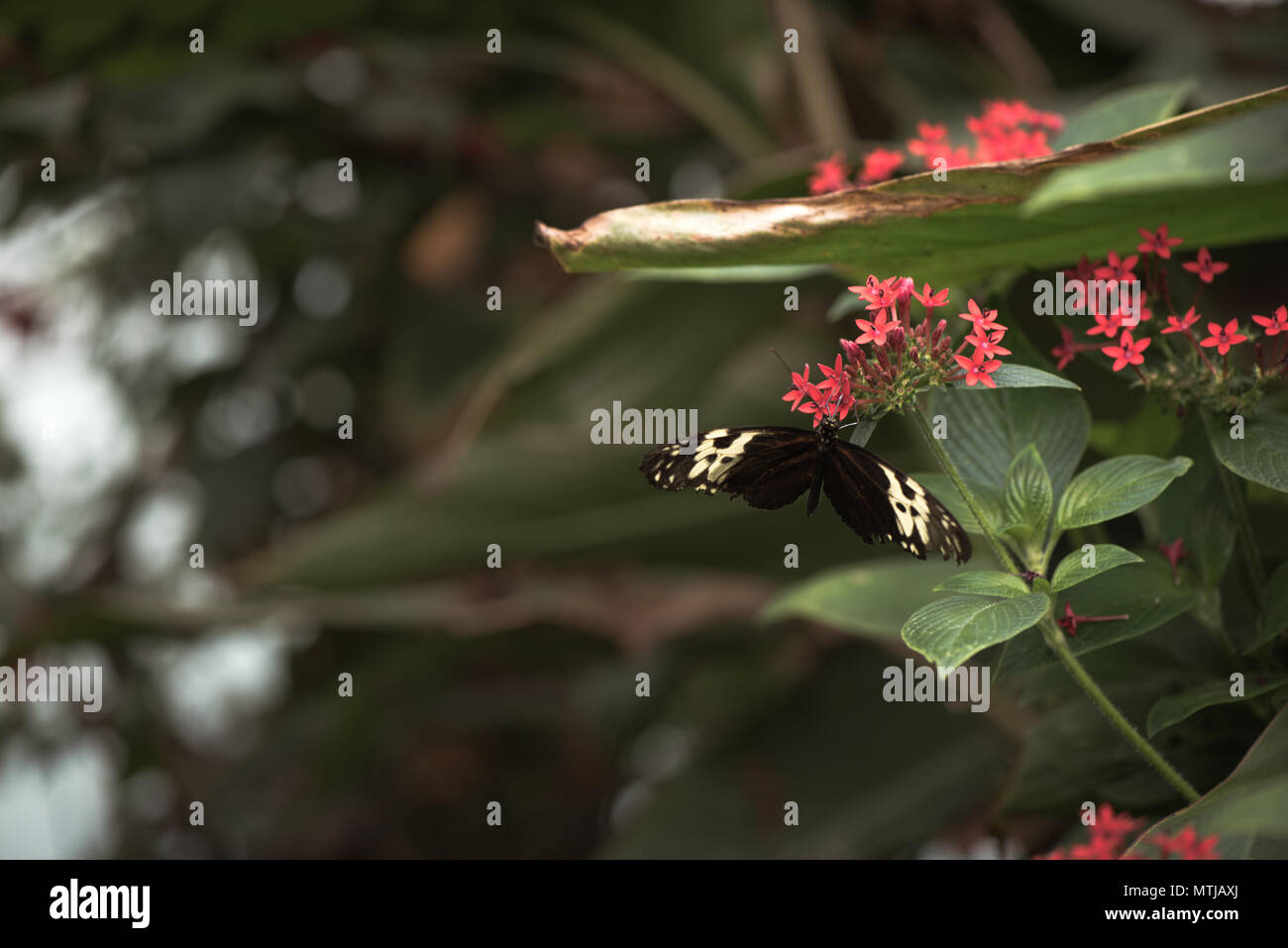 Serafina Butterfly on pink flowers Stock Photo - Alamy