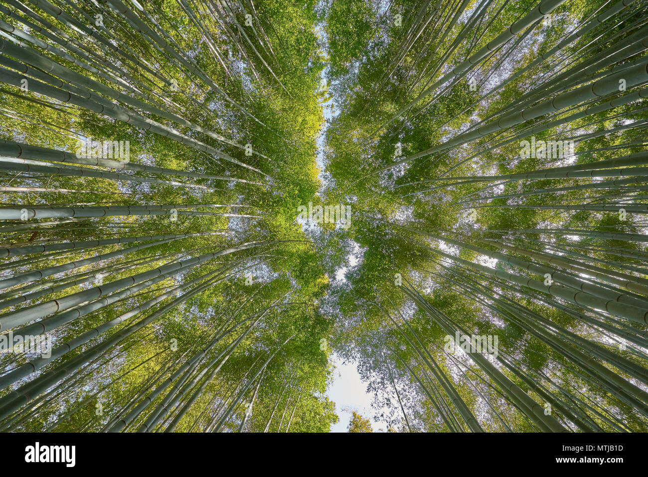 Beautiful Arashiyama Bamboo Groove in Kyoto, Japan Stock Photo - Alamy