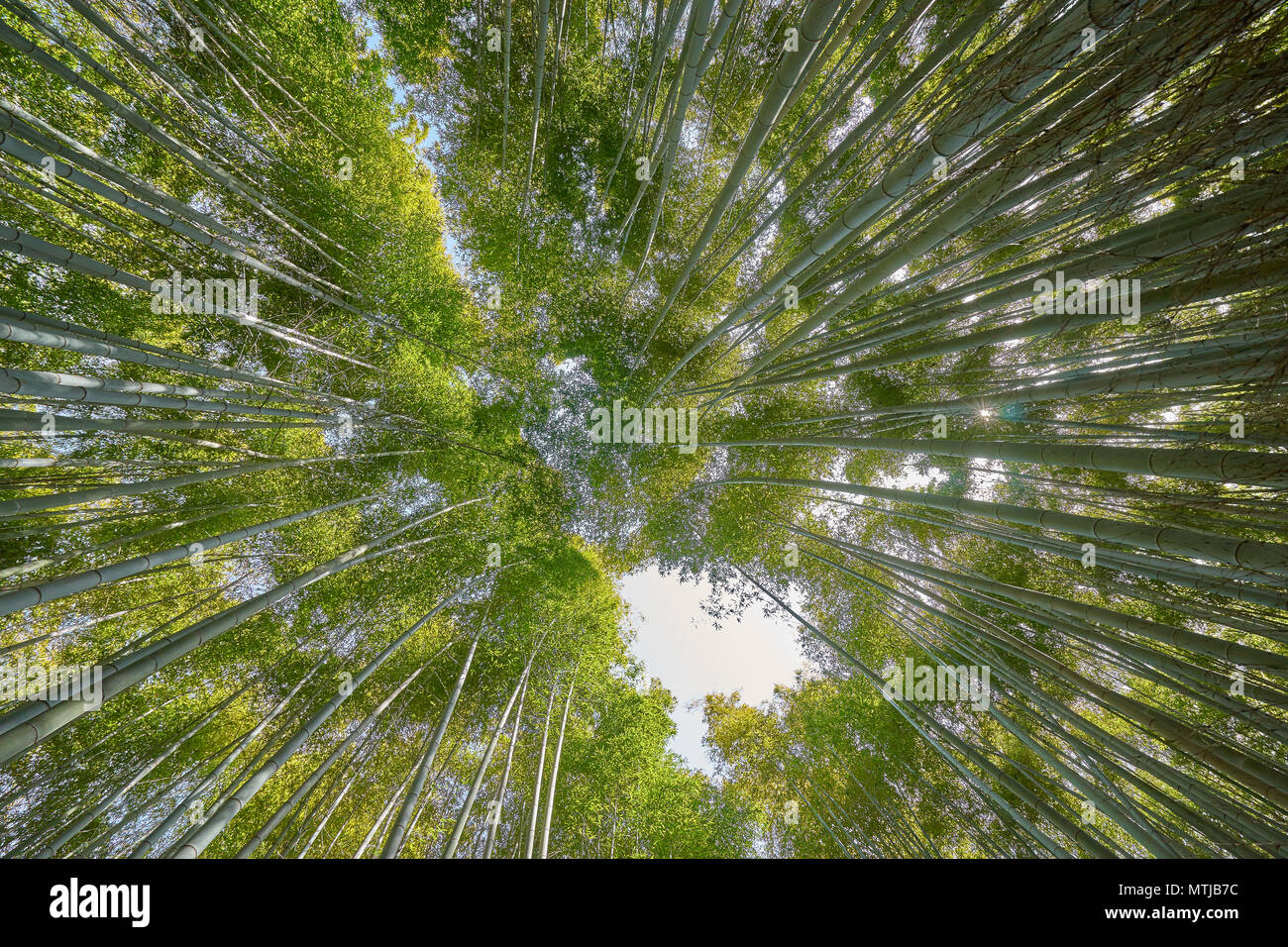 Beautiful Arashiyama Bamboo Groove in Kyoto, Japan Stock Photo - Alamy