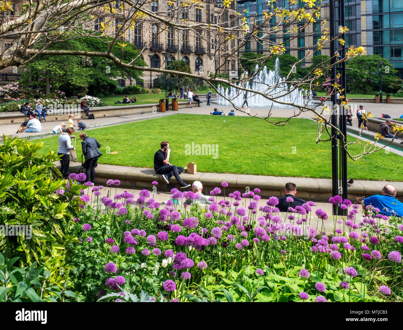 Alliums in flower at the Peace Gardens in Sheffield city centre South ...