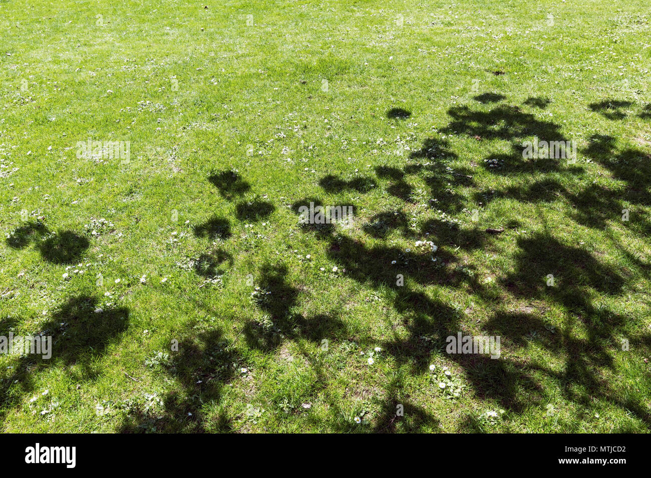 Tree shadow on the grass Stock Photo - Alamy