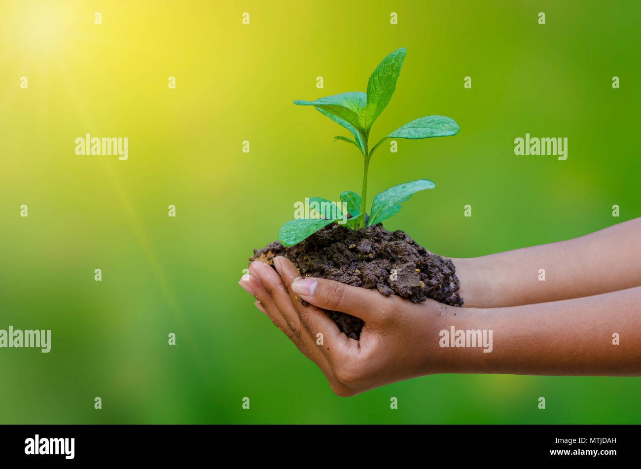 In the hands of trees growing seedlings. Bokeh green Background Female ...
