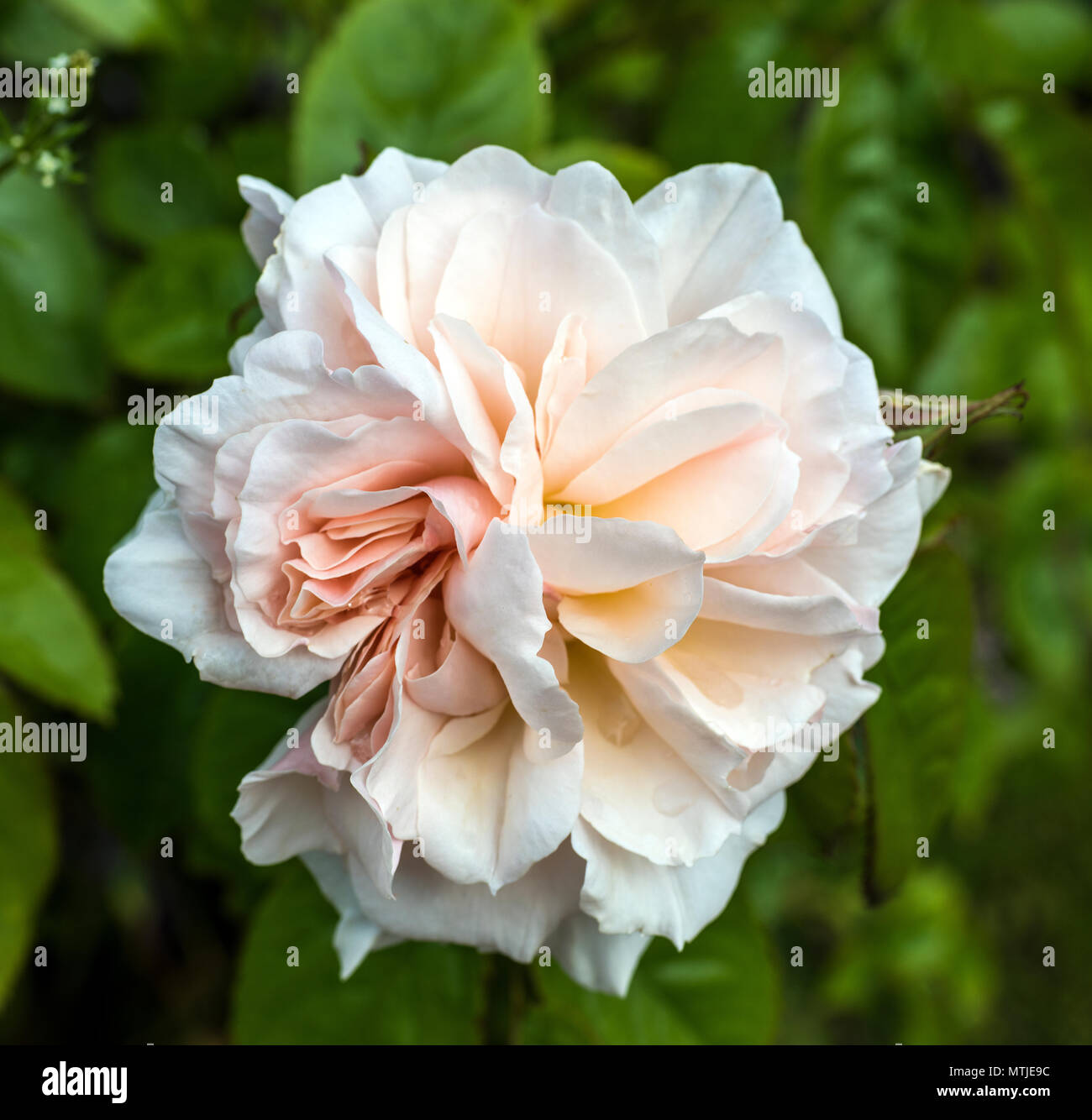 Macro study of beautiful pale cream pink rose with complex petal ...