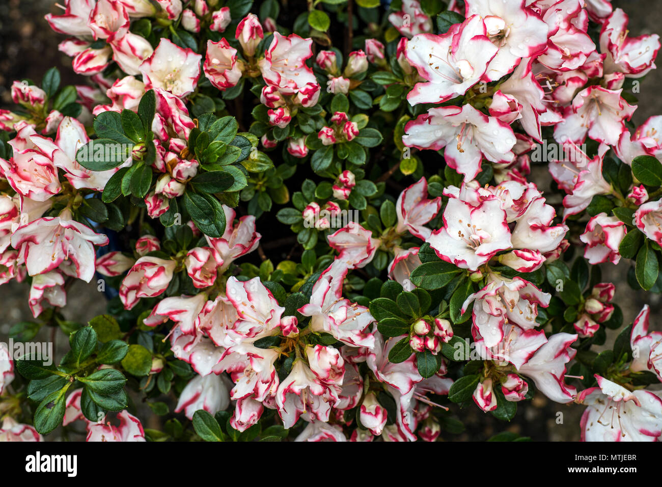 Bicolor azalea hi-res stock photography and images - Alamy