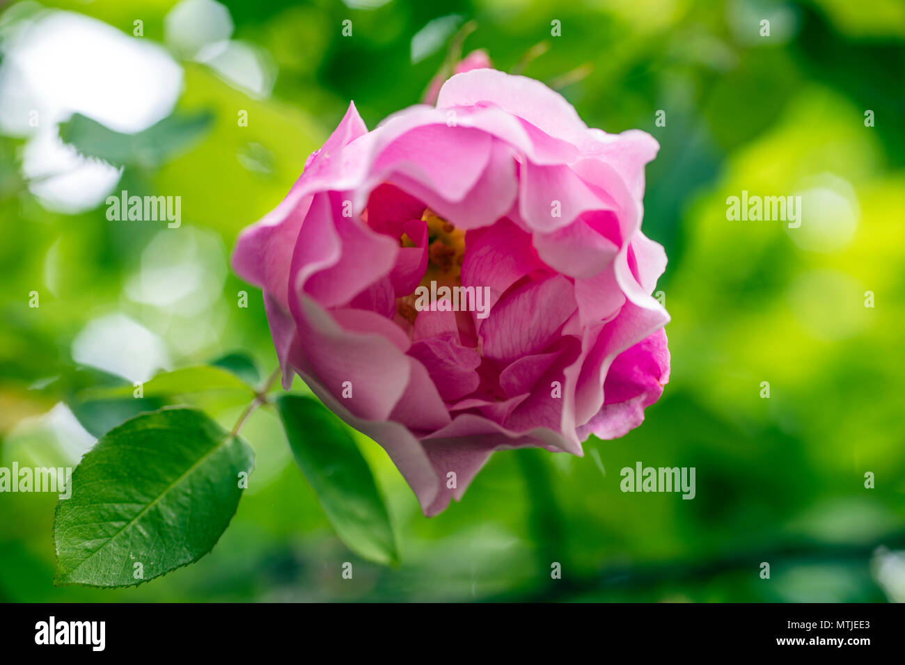 Pink Climbing Rose High Resolution Stock Photography and Images - Alamy