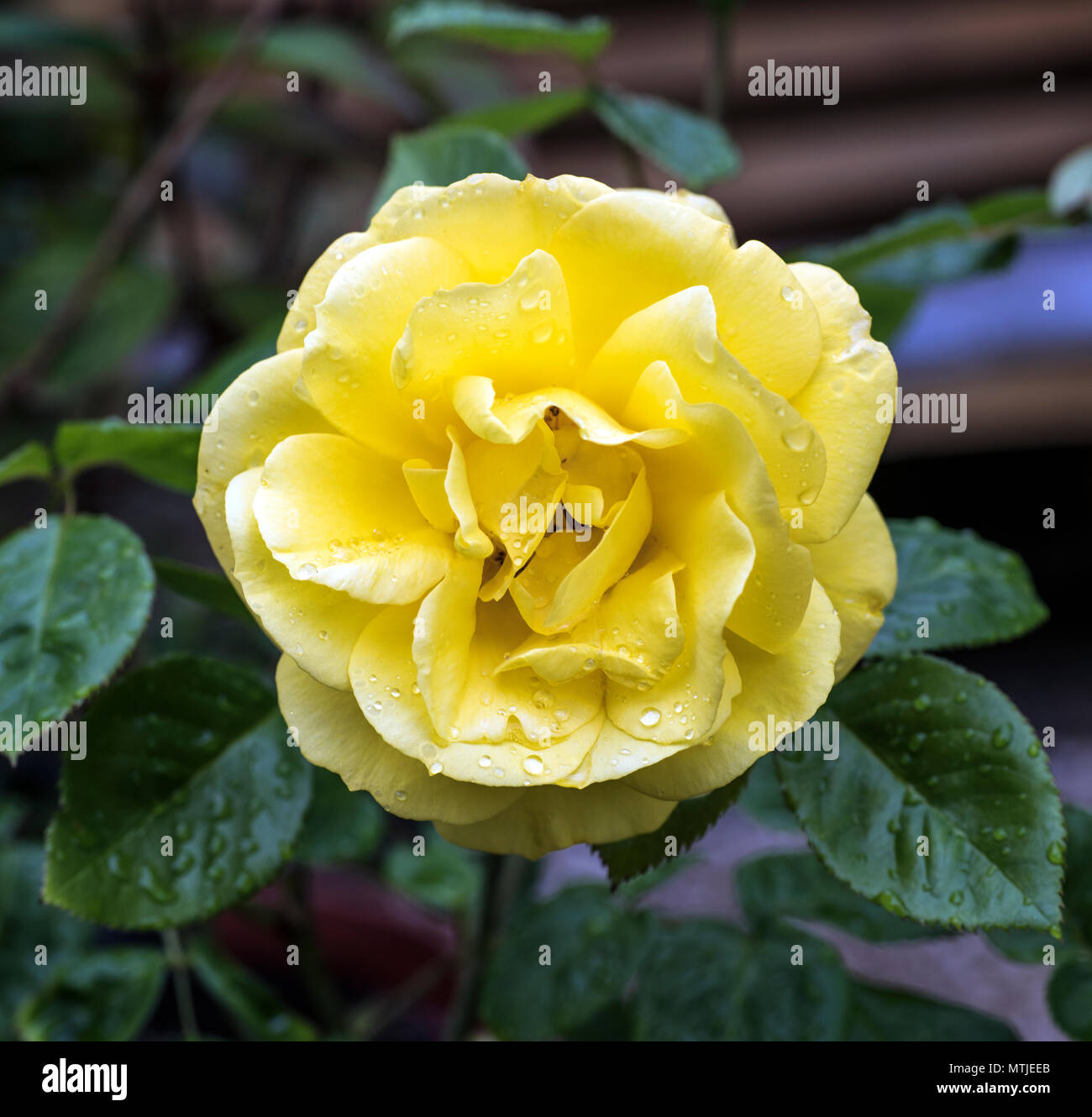 Beautiful pale yellow rose in summer sunshine Stock Photo - Alamy