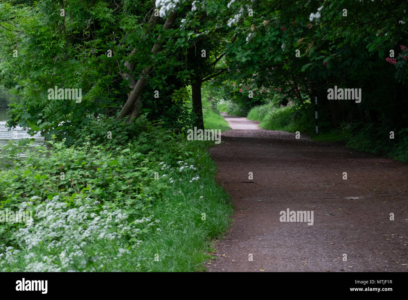tow path in summer Stock Photo - Alamy