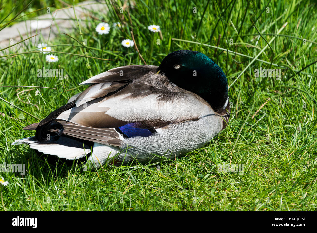 A mallard duck (Anas platyrhynchos) drake sleeping Stock Photo - Alamy