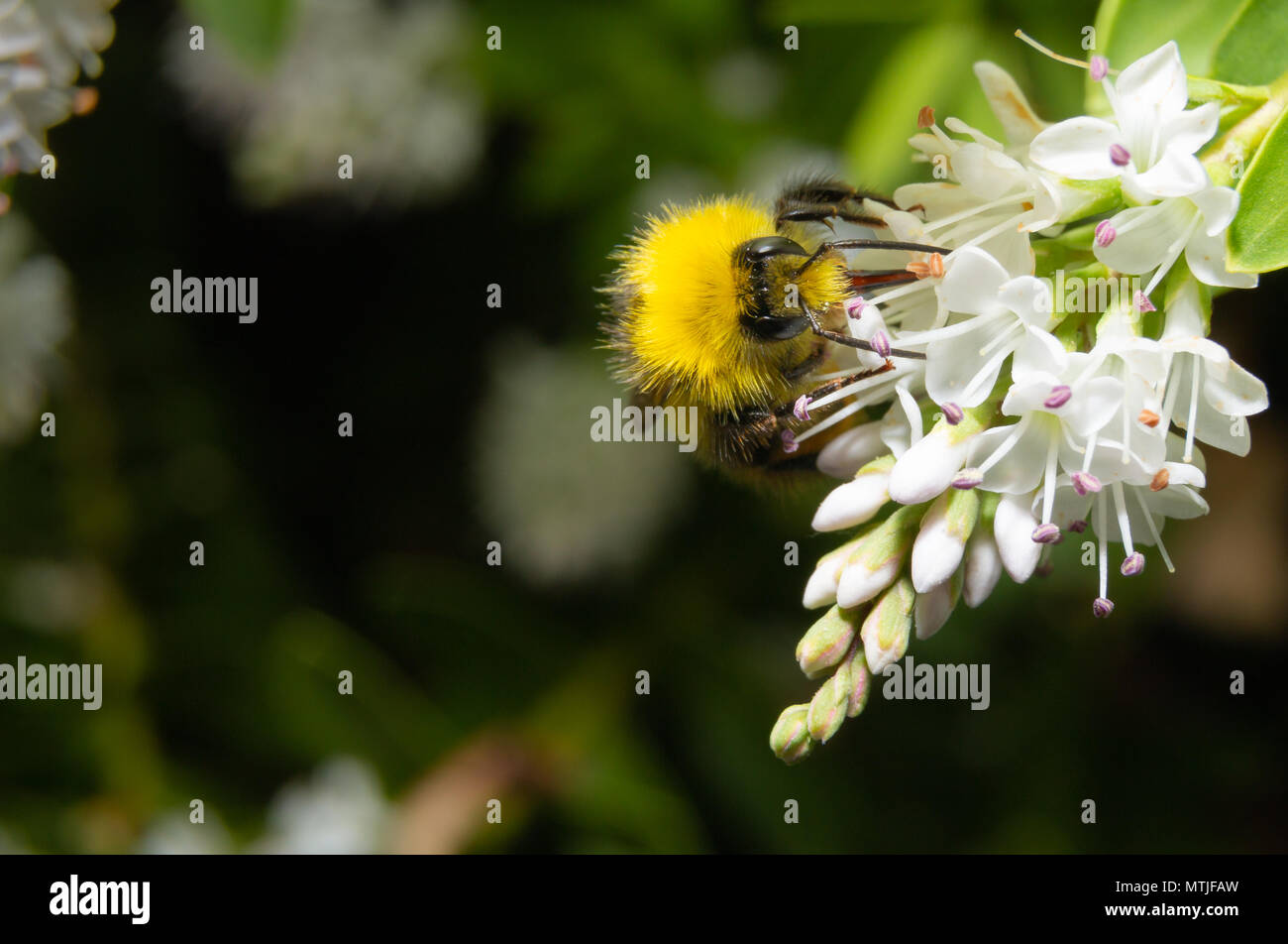 Bumblebee buzz pollination hi-res stock photography and images - Alamy