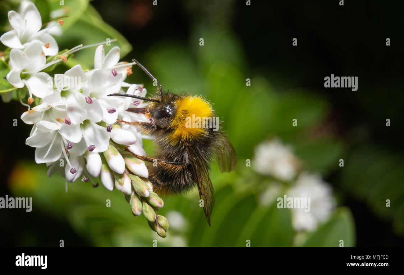 Bumblebee buzz pollination hi-res stock photography and images - Alamy