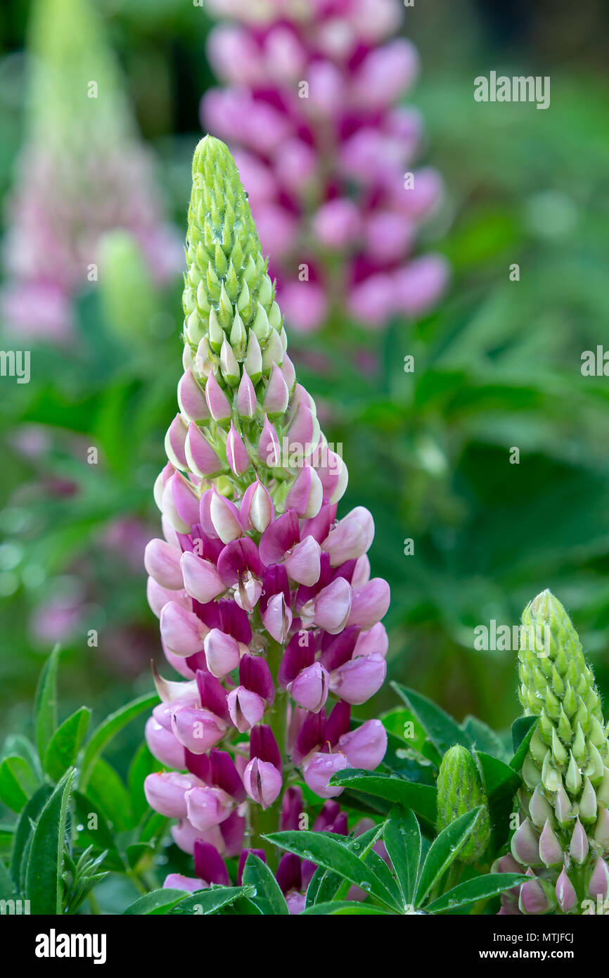 Perennials lupin lupins borders hi-res stock photography and images - Alamy