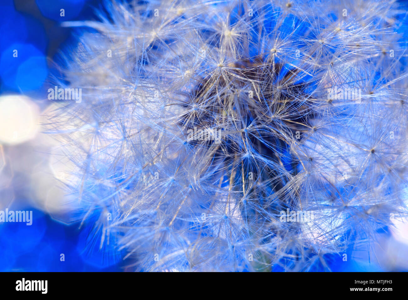 Fragile fluff of dandelion blowball on blue background. Parachutes of ...