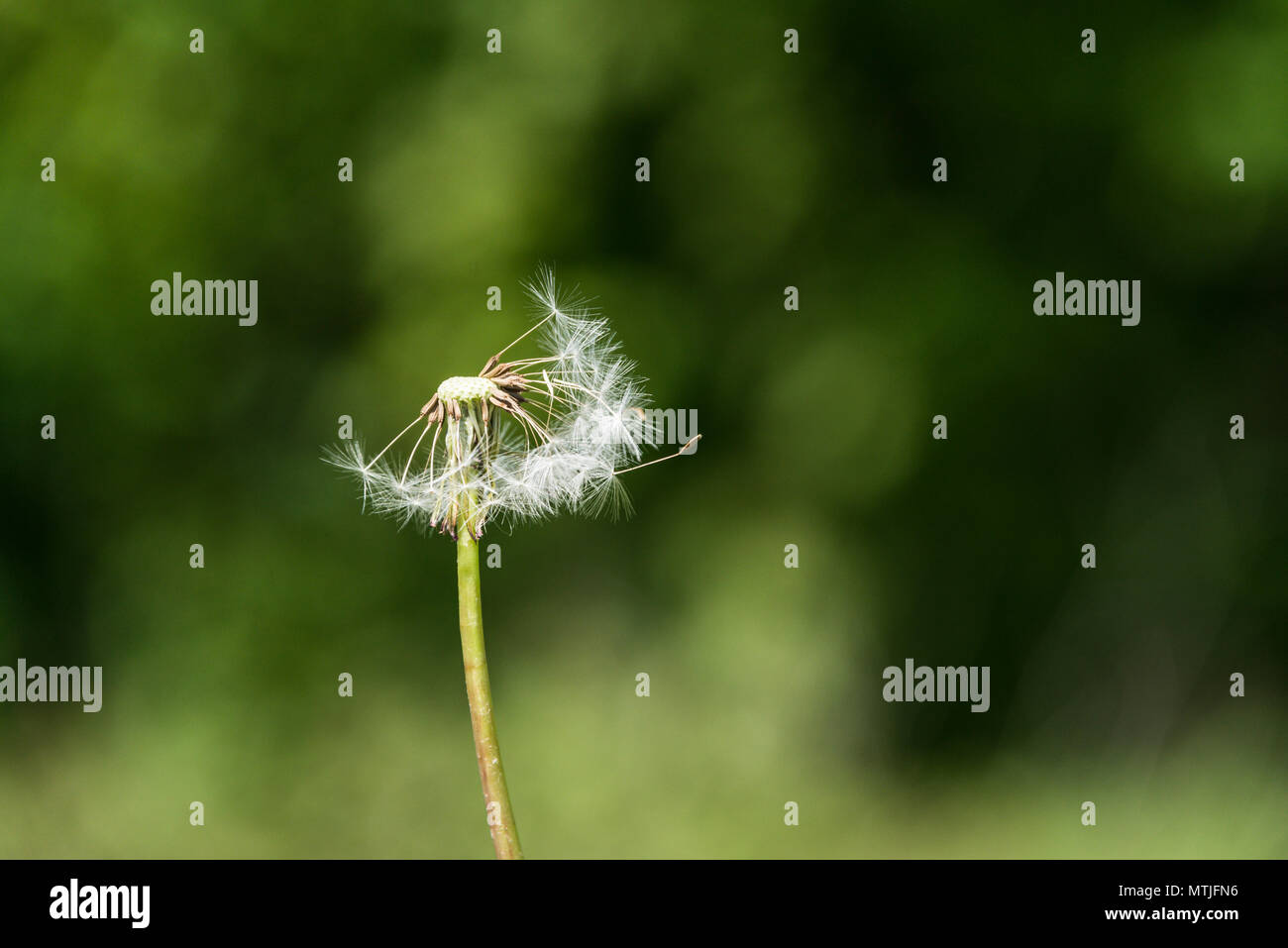 Incomplete flower hi-res stock photography and images - Alamy