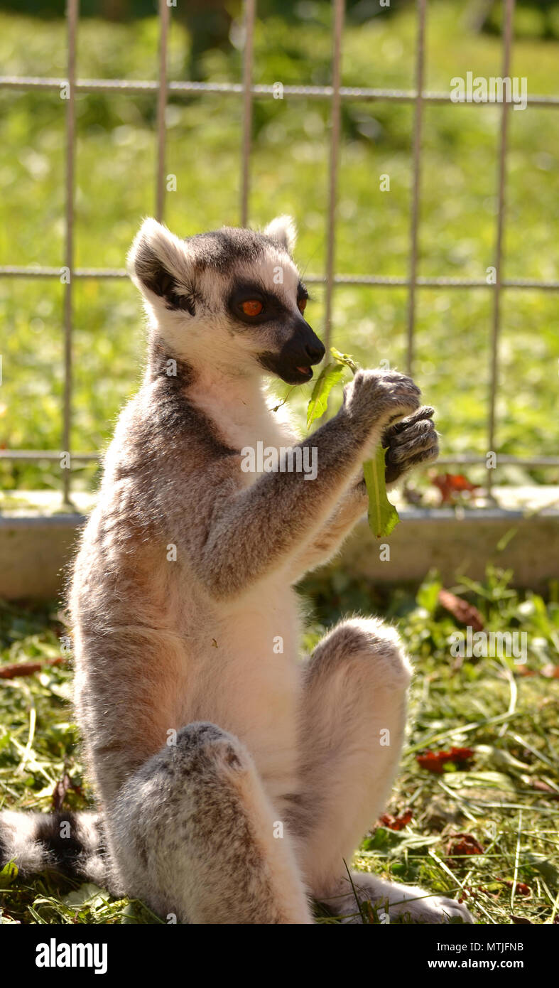 Happy lemur hi-res stock photography and images - Alamy