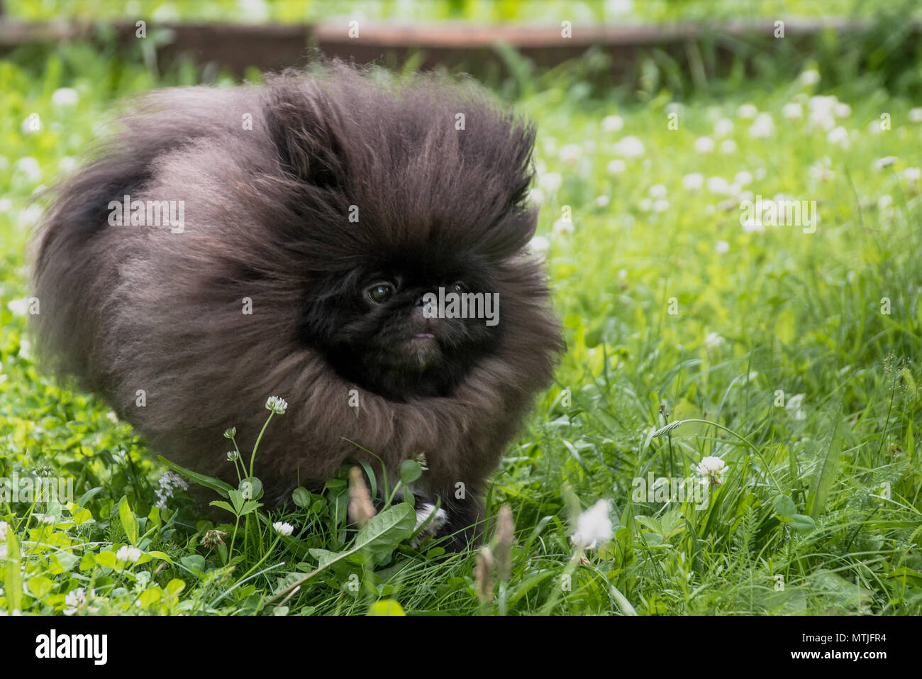 Black pekingese hi-res stock photography and images - Alamy