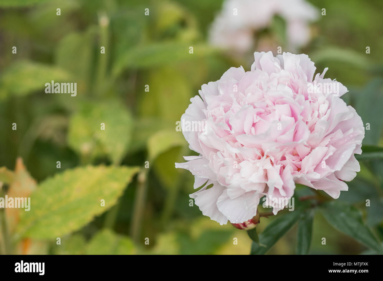 White, pink and crimson peonies in a white wooden box. Peonies in the ...