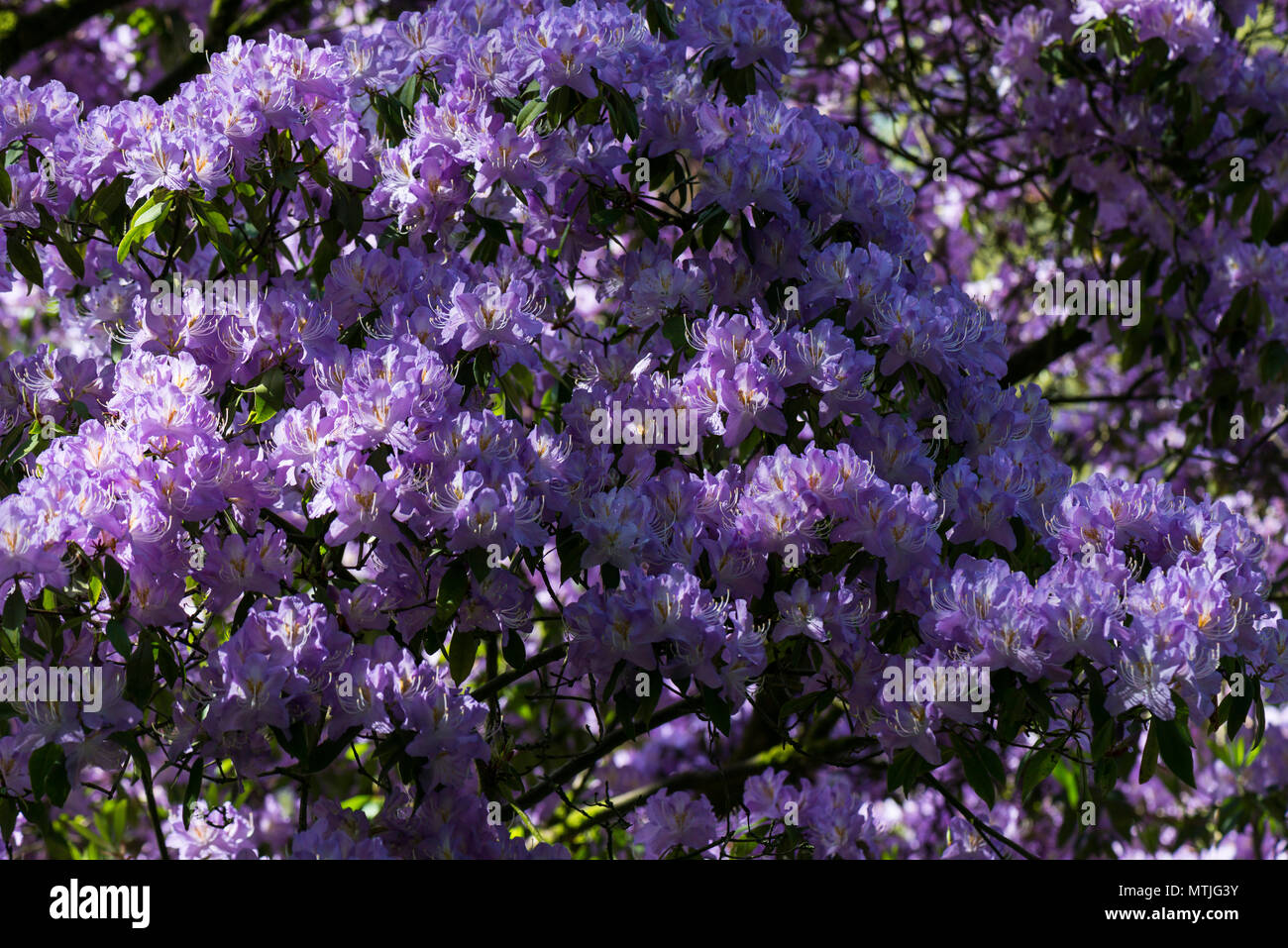 Rhododendron augustinii 'Electra' in flower in spring Stock Photo - Alamy