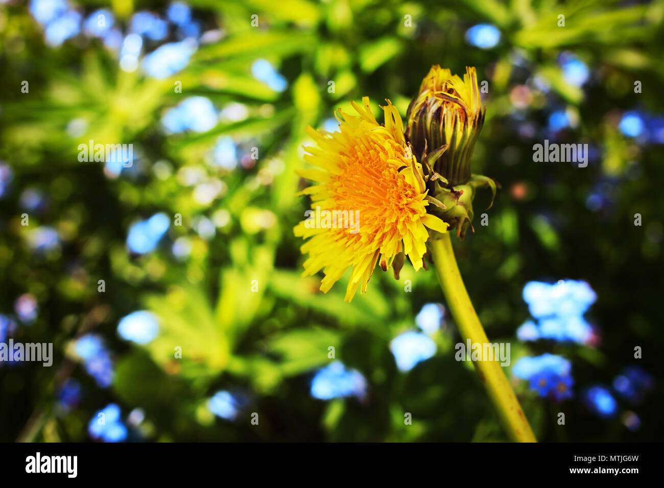 Plant pollution hi-res stock photography and images - Alamy