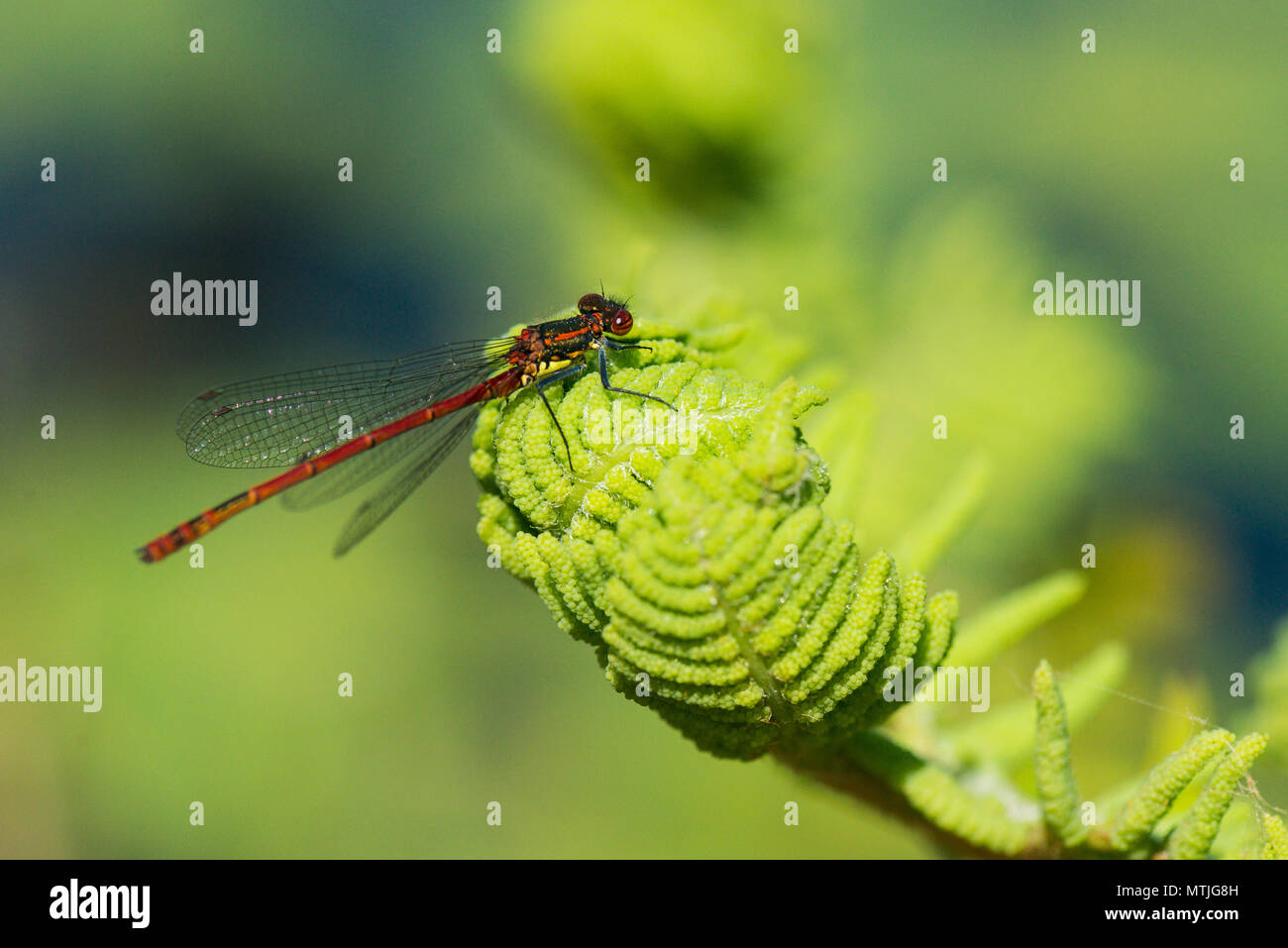 Blackish pterostigma hi-res stock photography and images - Alamy