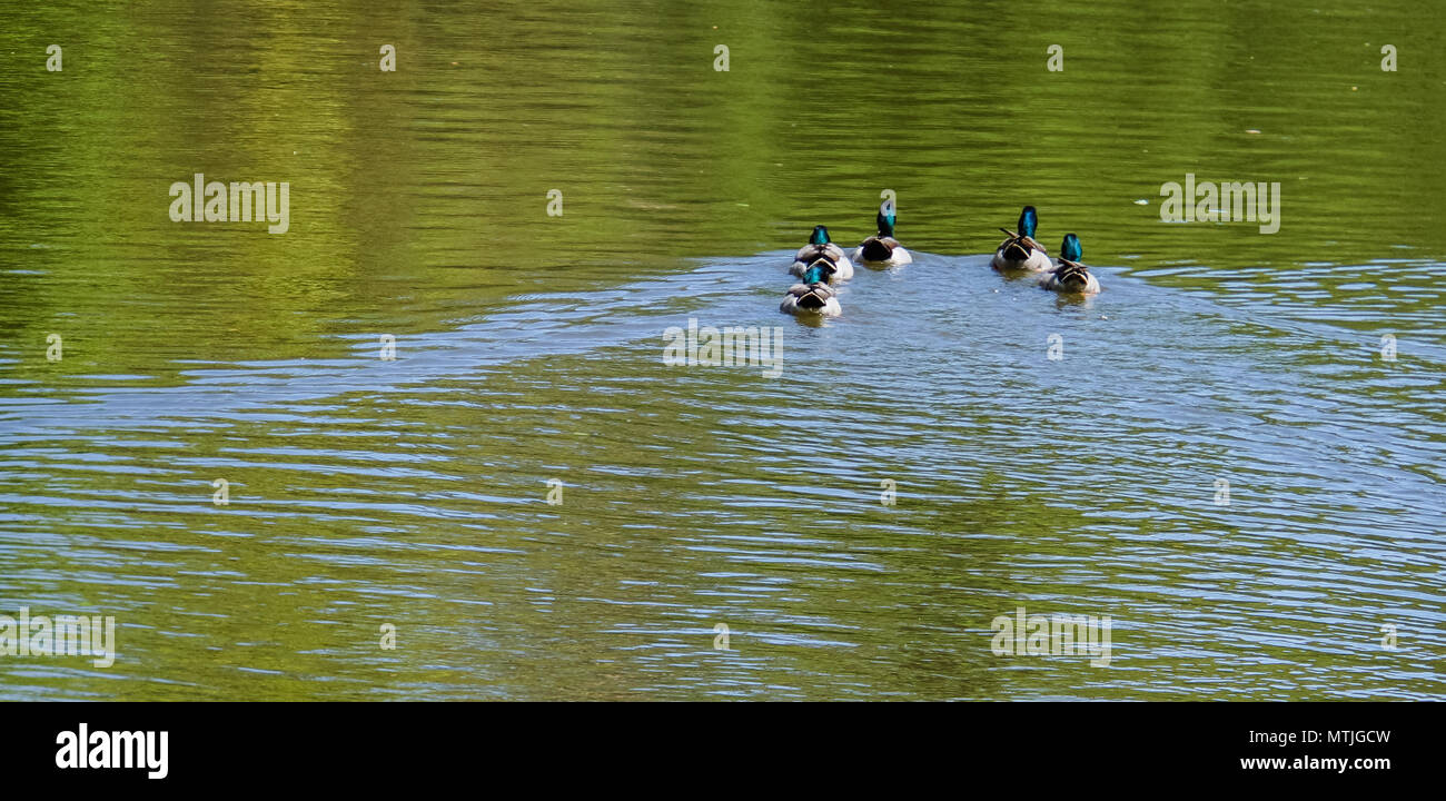 five male mallard ducks swimming across pond with their bright green ...